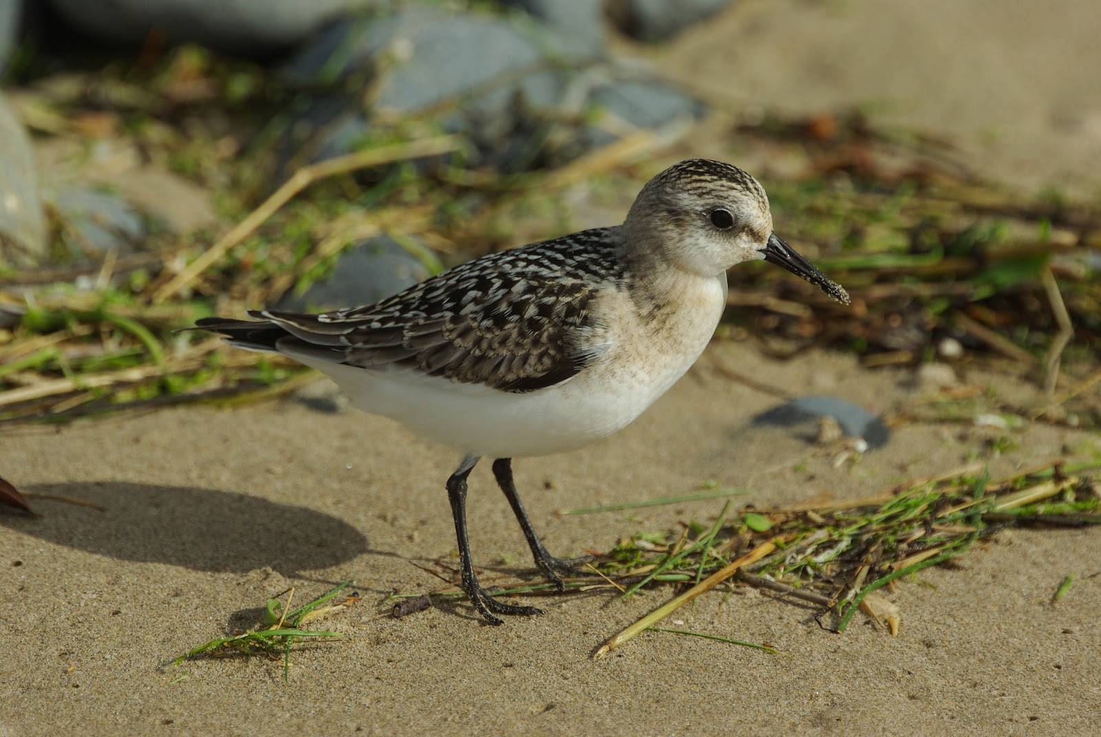 We Bird North Wales: Dyfi Estuary - waders and Terns