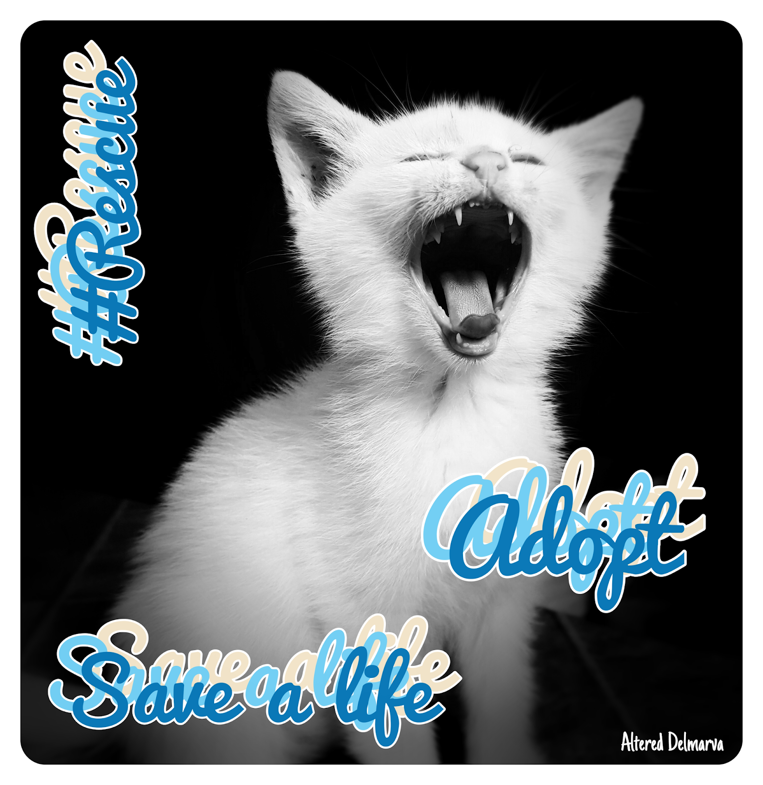 Altered Delmarva: Adopt A Cat, Save A Life: Graphics Celebrating ...