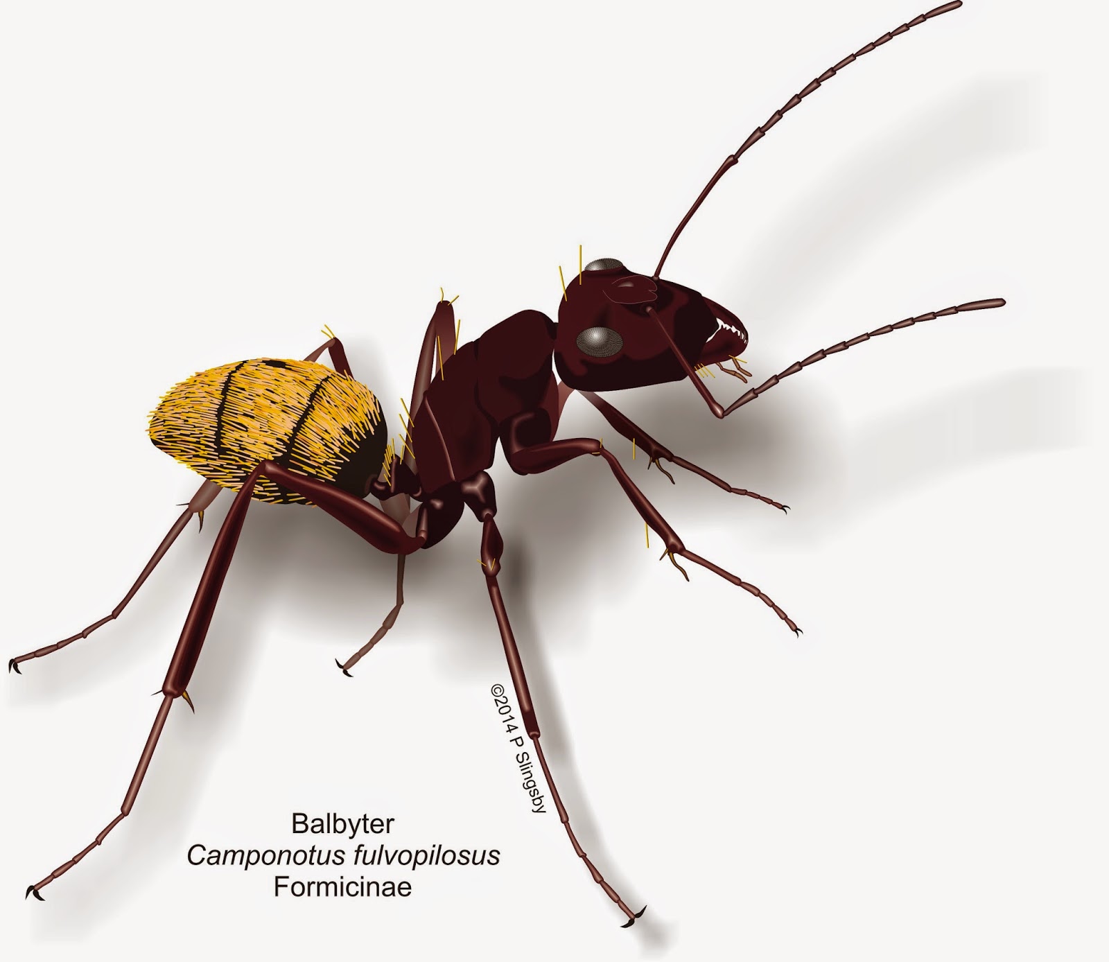 - Ants of Southern Africa -: August 2014