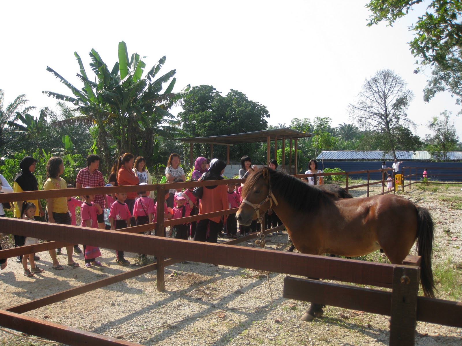 Taman Arnab Bukit Badong: ONE STOP RABBIT & TRADING