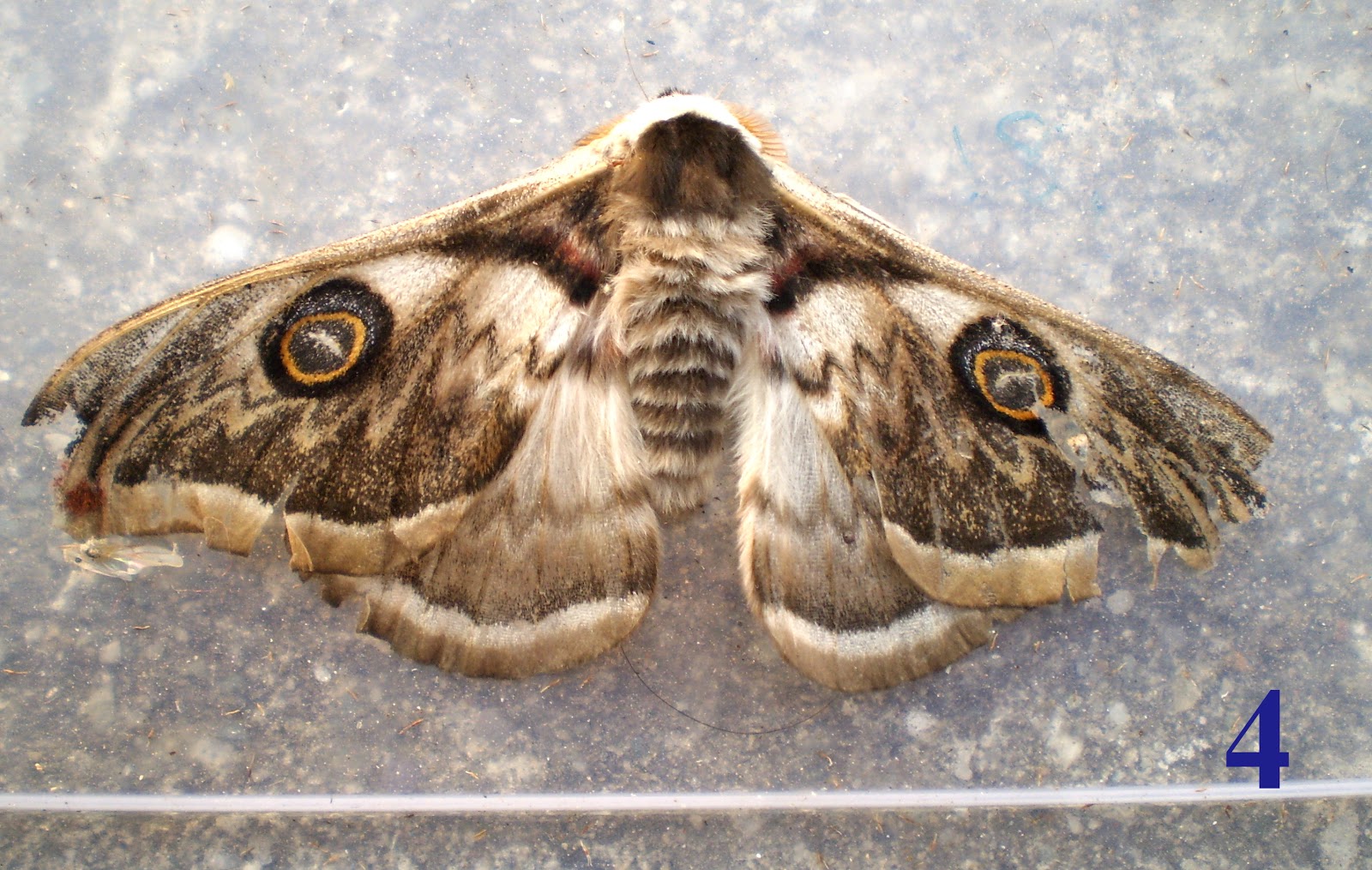 Moths of Bhutan: A preliminary checklist of Saturniidae (Wild Silk ...