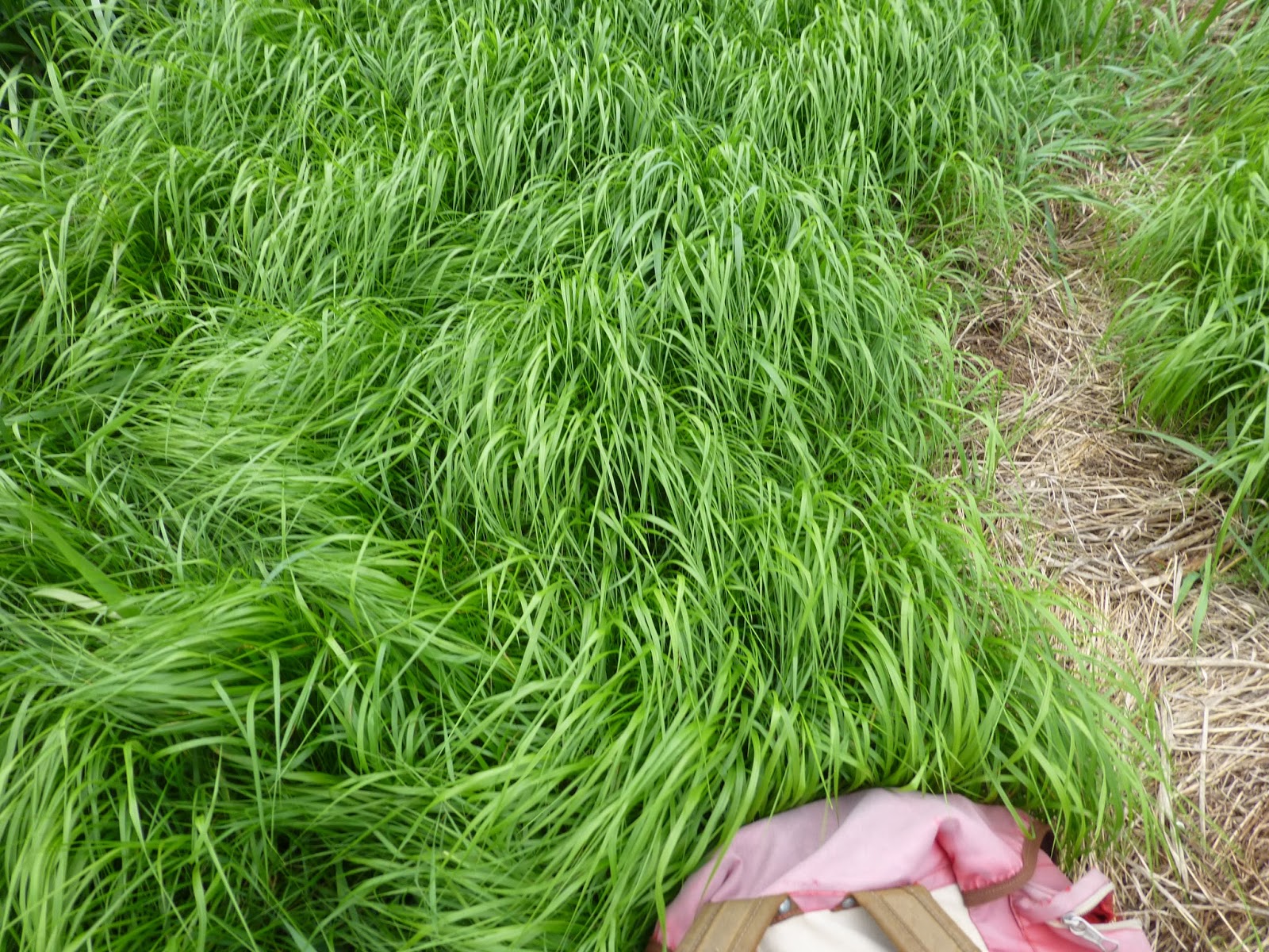 The Rainforest Fund Project: Calamagrostis canescens - Purple Small-reed