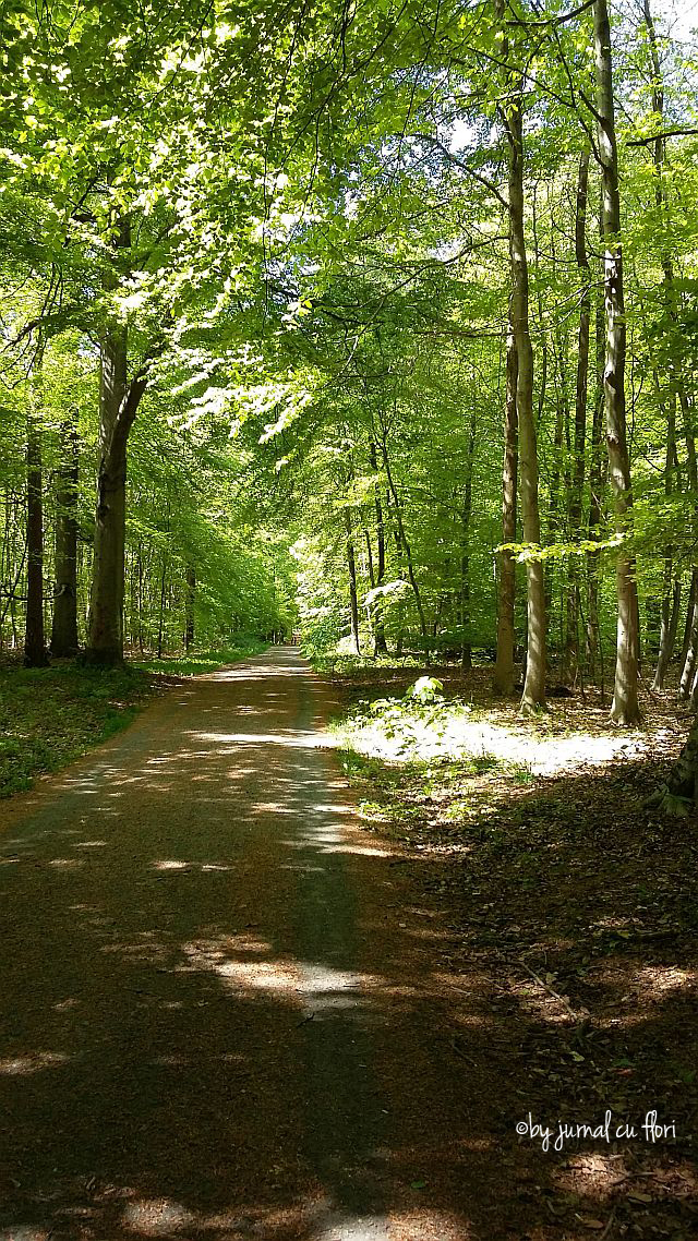 Jurnal cu flori: Miercurea fara cuvinte 26 : Plimbare prin padure ...