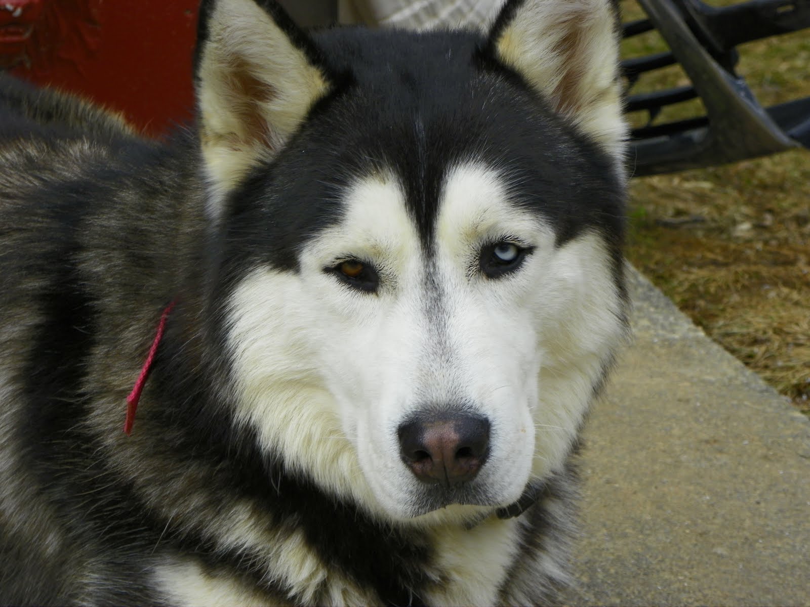 Jobsite Critters: Big Beautiful Alaskan Husky