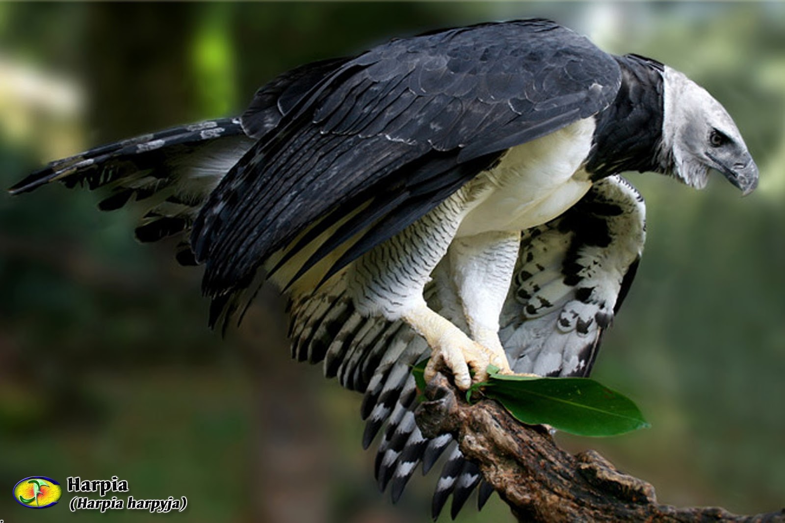 ORNITOLOGIA: Harpia (harpia harpyja)