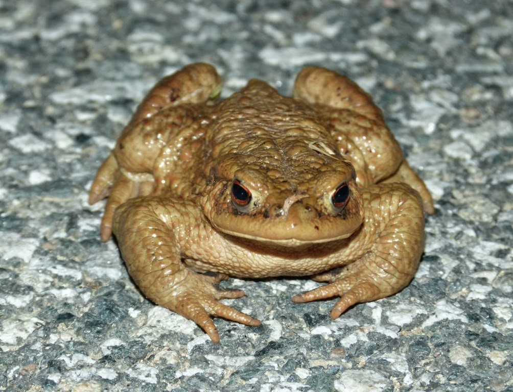 Faune Flore d'Ul: Crapauds -Grenouilles et autres