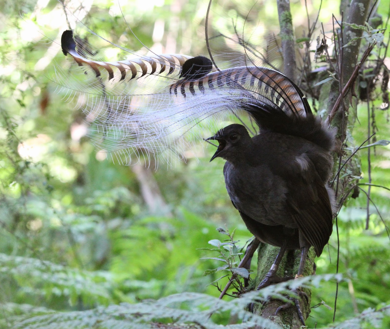 Worldbirder: Superb Lyrebird: Photo Essay.
