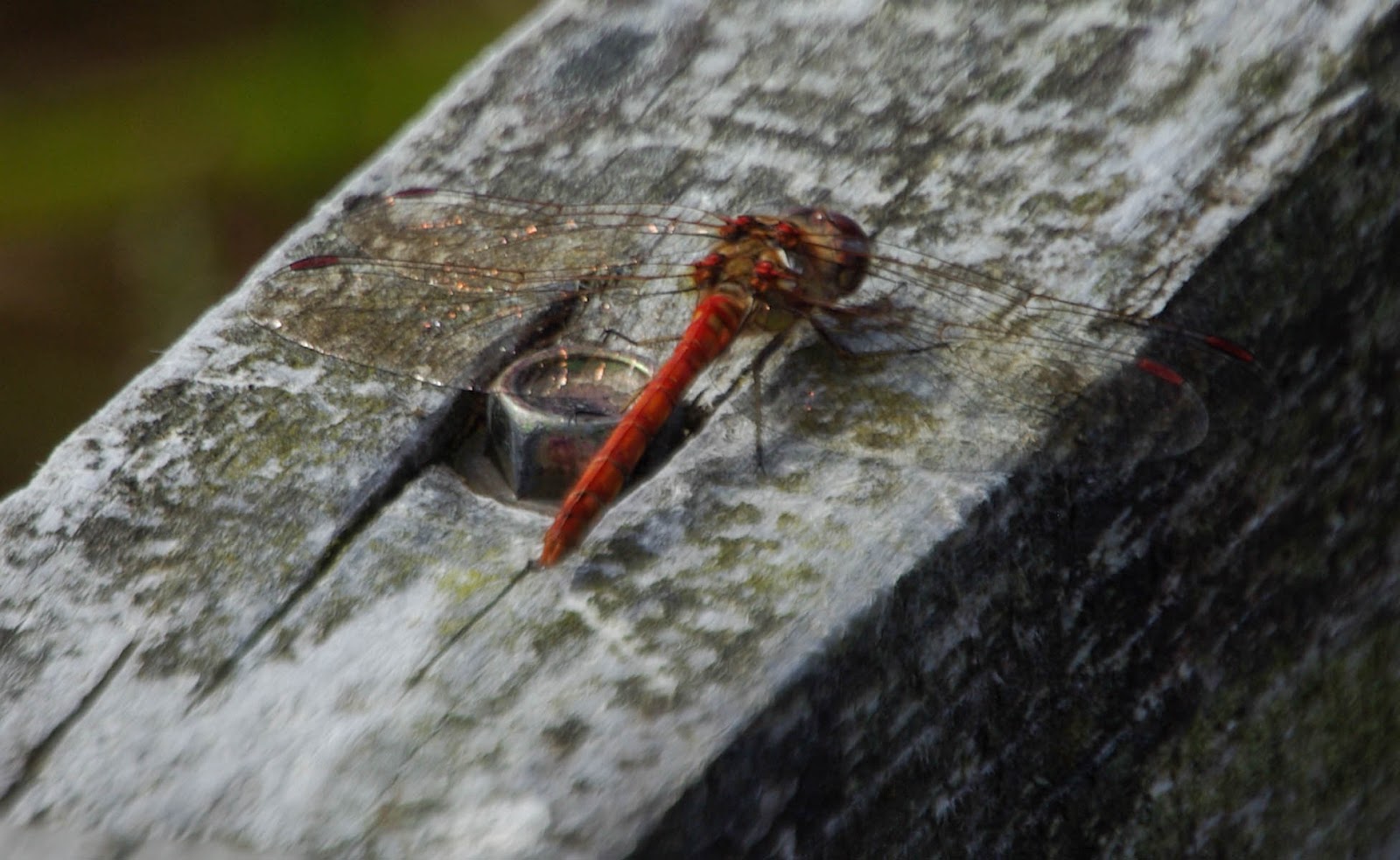North Wales Bug Blog: Ceredigion Moths and Dragonflies