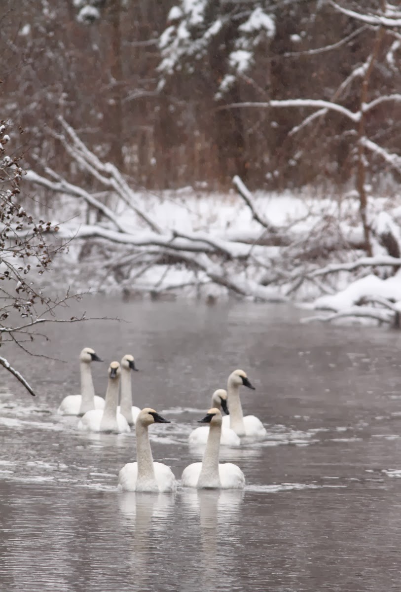 One Thousand Days in Nature: 2013