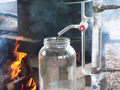 Plant Journeys: Calendula at Peak, Lavender Distillation, and Summer Lush