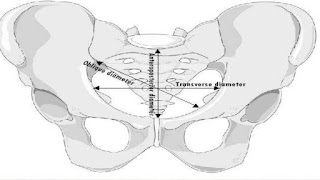 Female Pelvis Diameters | notes.nursium.com