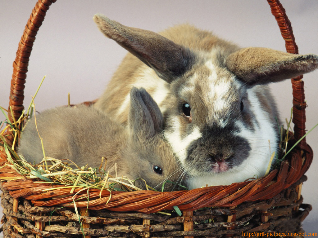 HD Wallpapers: Rabbits