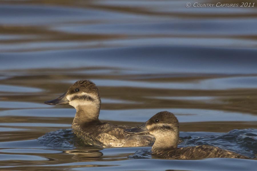 Country Captures: Ruddy Duck Encounter