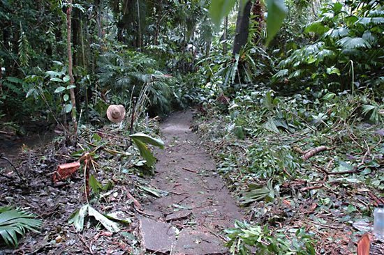 BunyipCo: Cyclone Yasi; The Aftermath