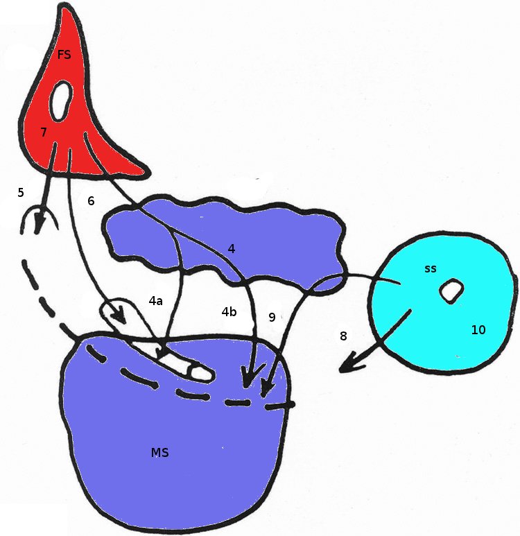Tutorials in otolaryngology: Drainage system of paranasal sinuses a review