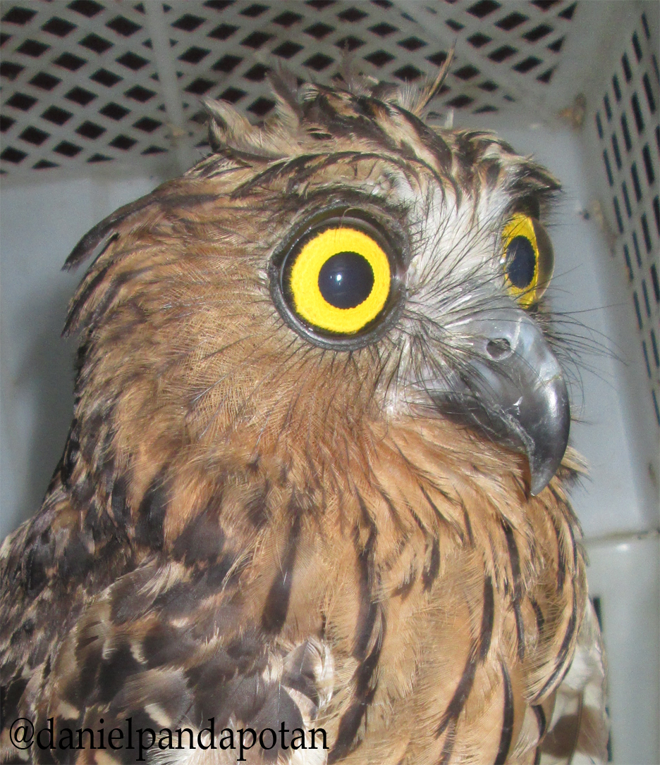 The Beauty of Nature: Buffy Fish Owl