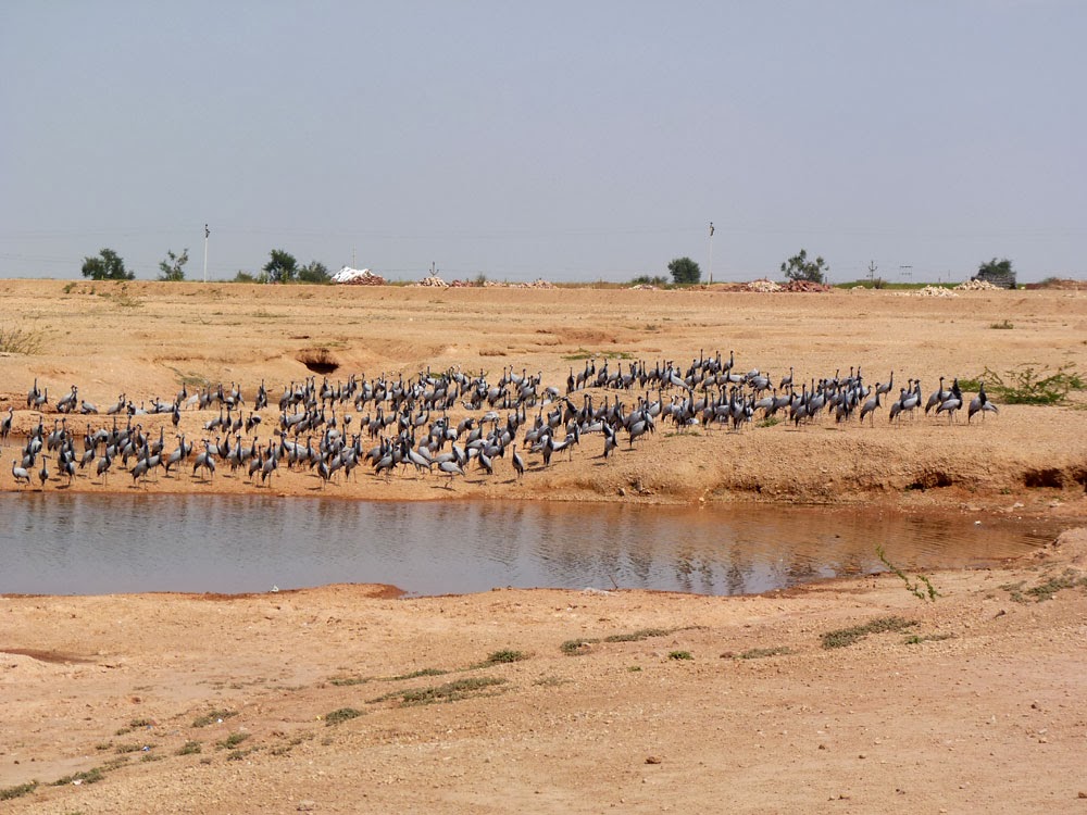 Just About Everything: Khichan in Rajasthan, India: A must visit for ...