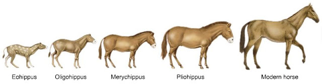 Searching for Ithaka: Evolution of Eohippus (Horse)