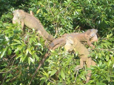 ANIMAL PLANET: REFUGIO NACIONAL DE FAUNA SILVESTRE