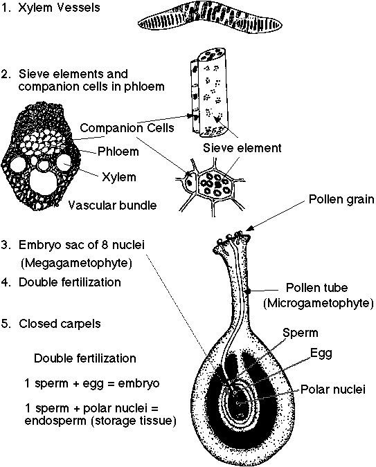 The world of plants and flowers: Spermatophyta