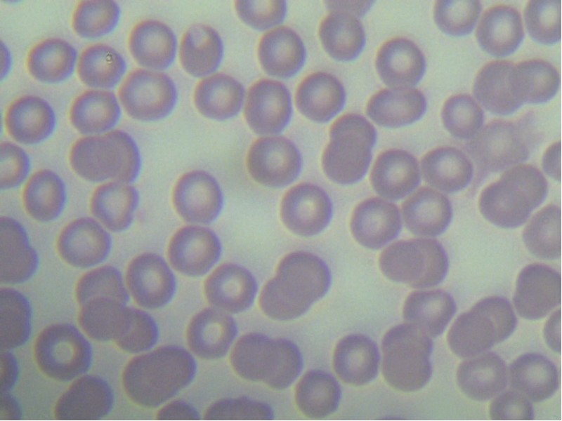 Penggunaan Optilab viewer dan Image Raster