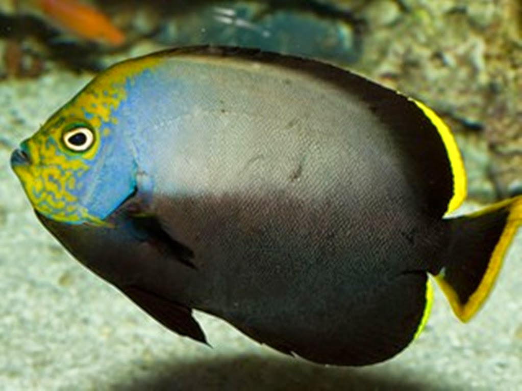 Angelfish - Ikan Angel