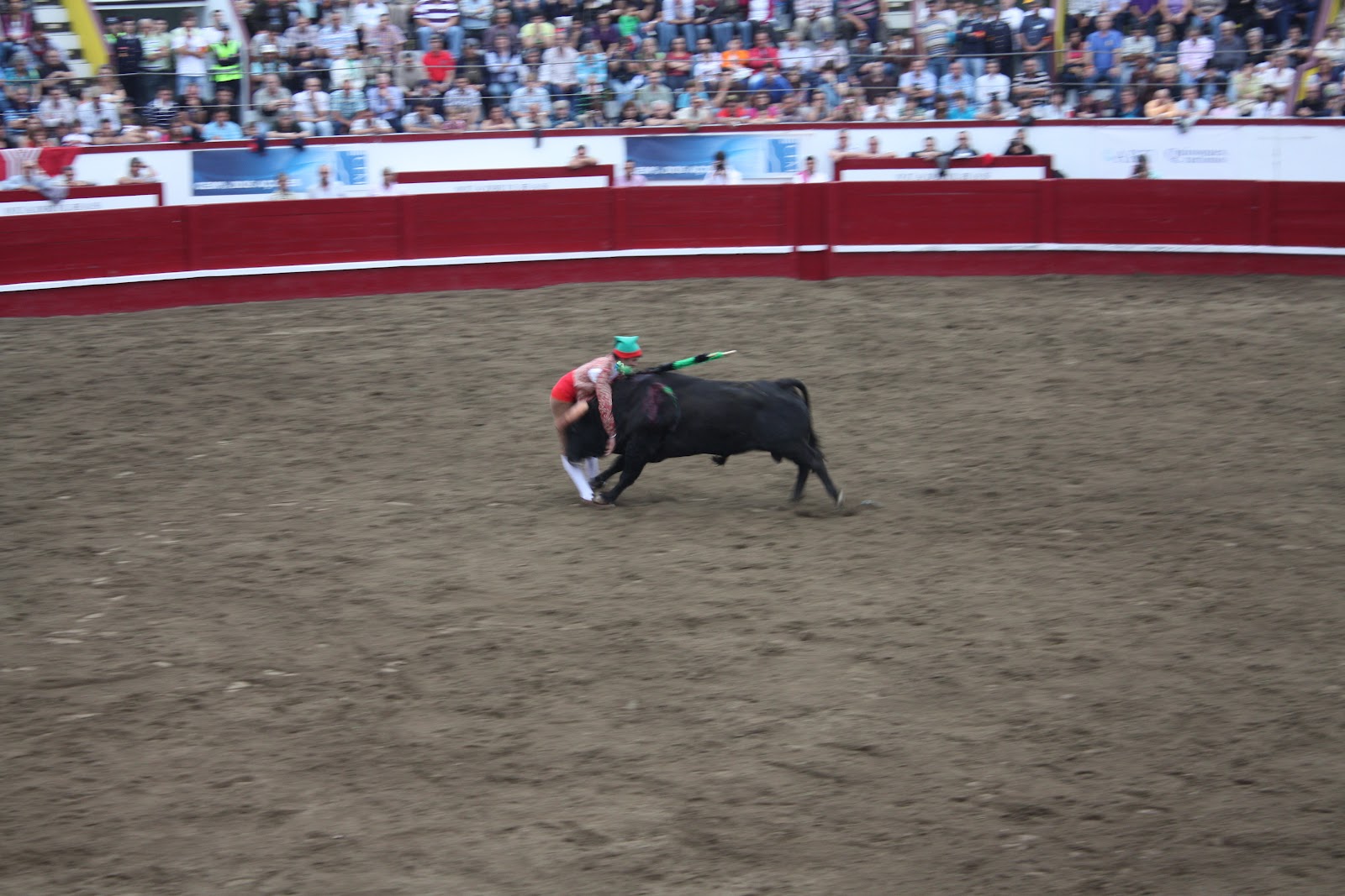 Daily Blog: A Bull-Filled Day (Part II)