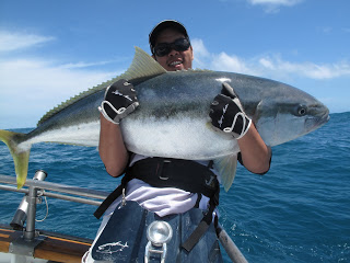 Big Fishes of the World: YELLOWTAIL SOUTHERN (Seriola lalandi)