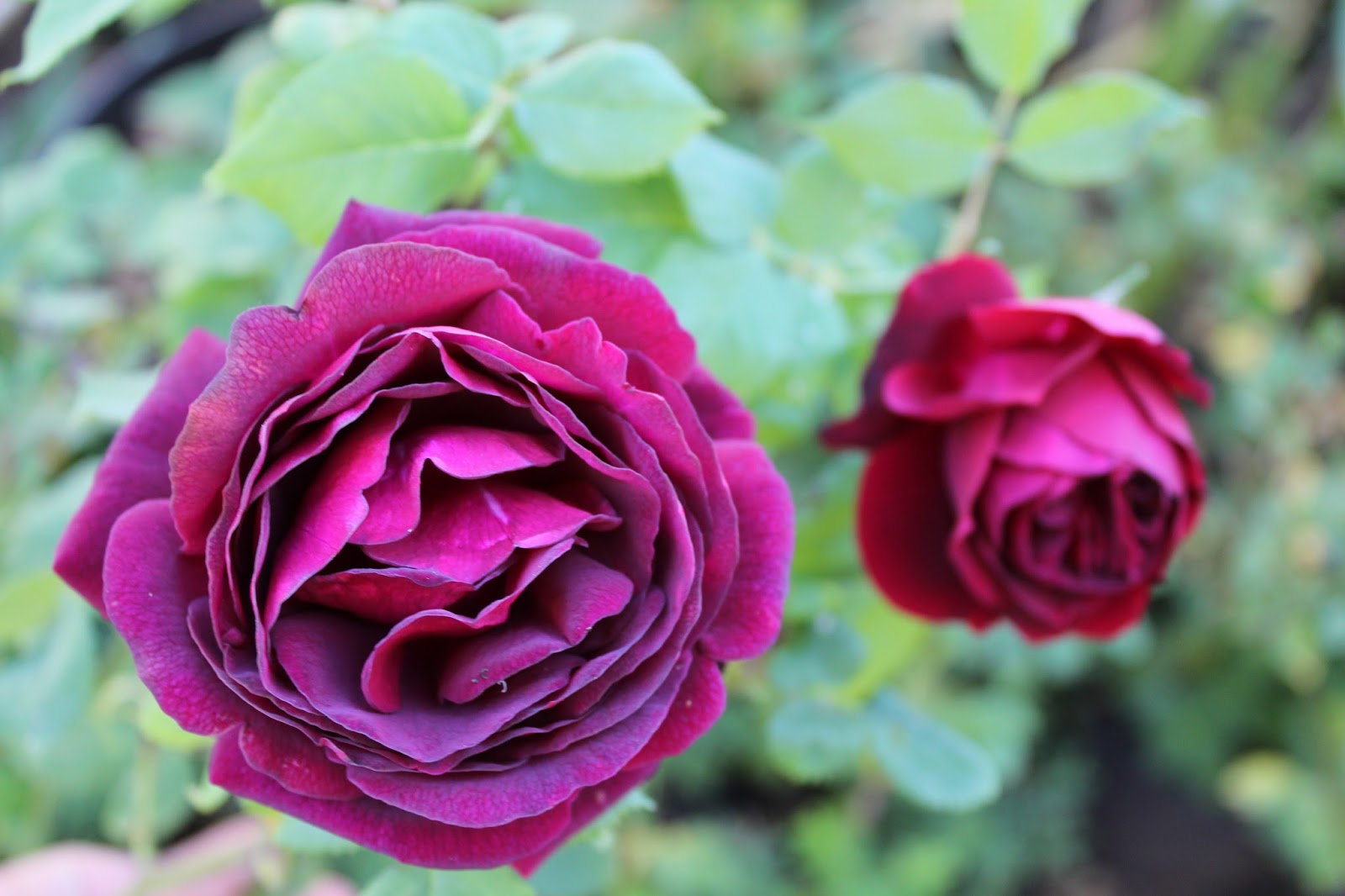 Promesse de roses: First roses 2017