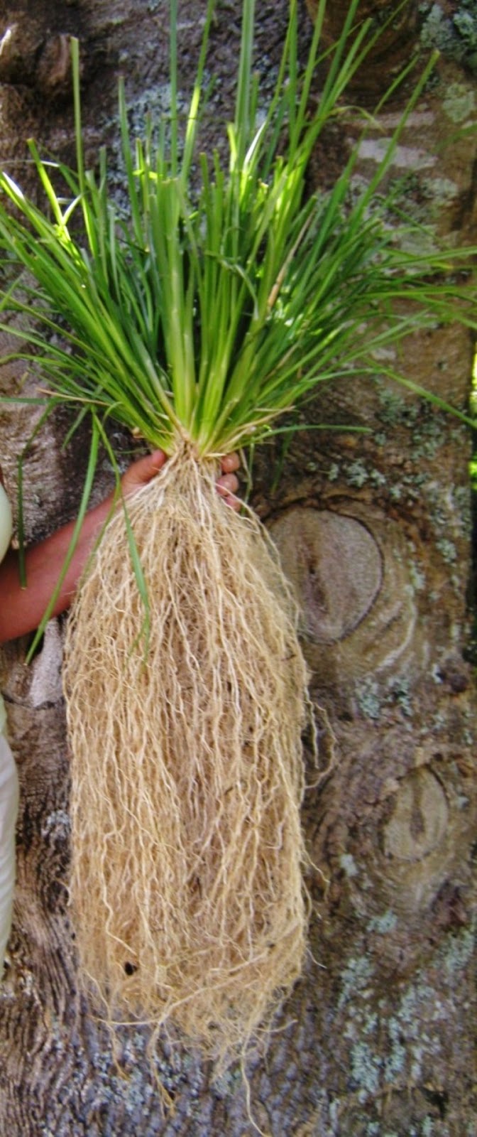 SEED FOR PEOPLE: April 2014