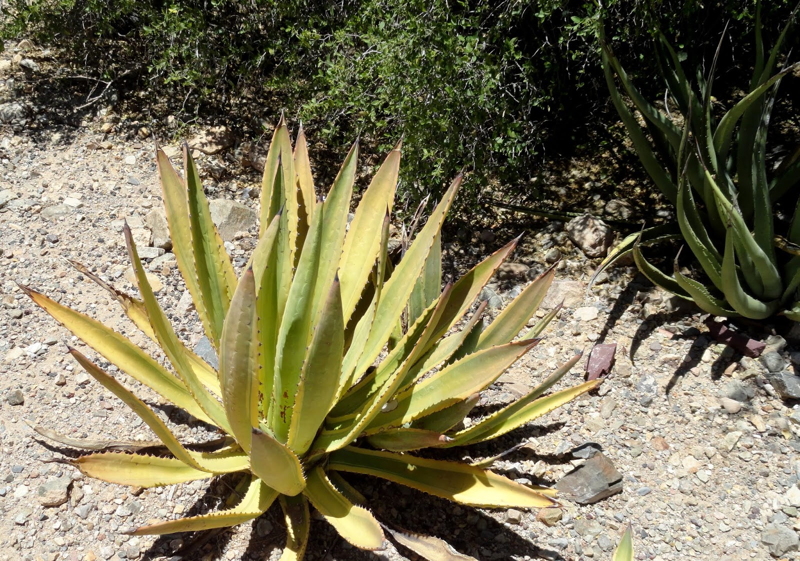 danger garden: The Arizona-Sonora Desert Museum Part Two, the Agave Garden