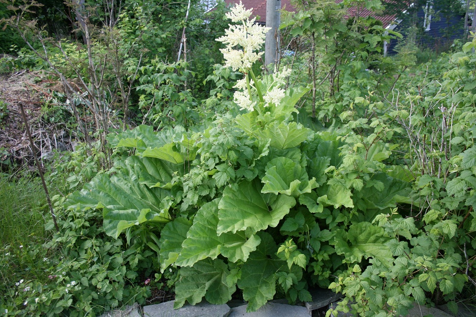 Elisabeths blogg: RABARBRA!