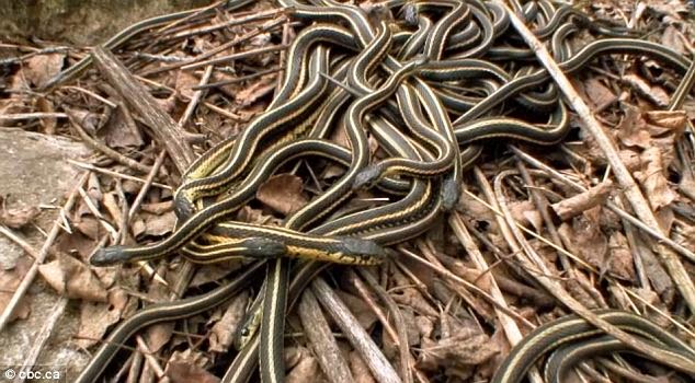 DawarinaijaBlog: Mysterious Snakes, Bees Fight Boko Haram Members In ...