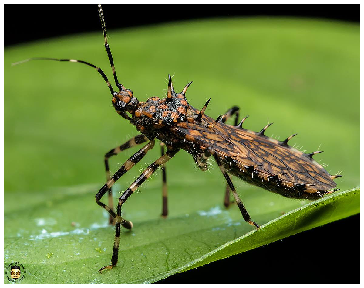 Nocturnal Macro-Adventure