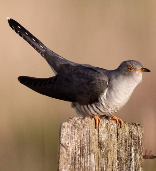 Birds of India | Bird World: December 2016