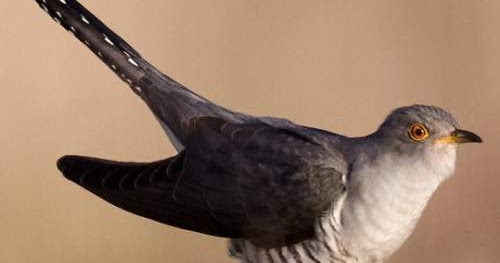 Common cuckoo | Birds of India | Bird World