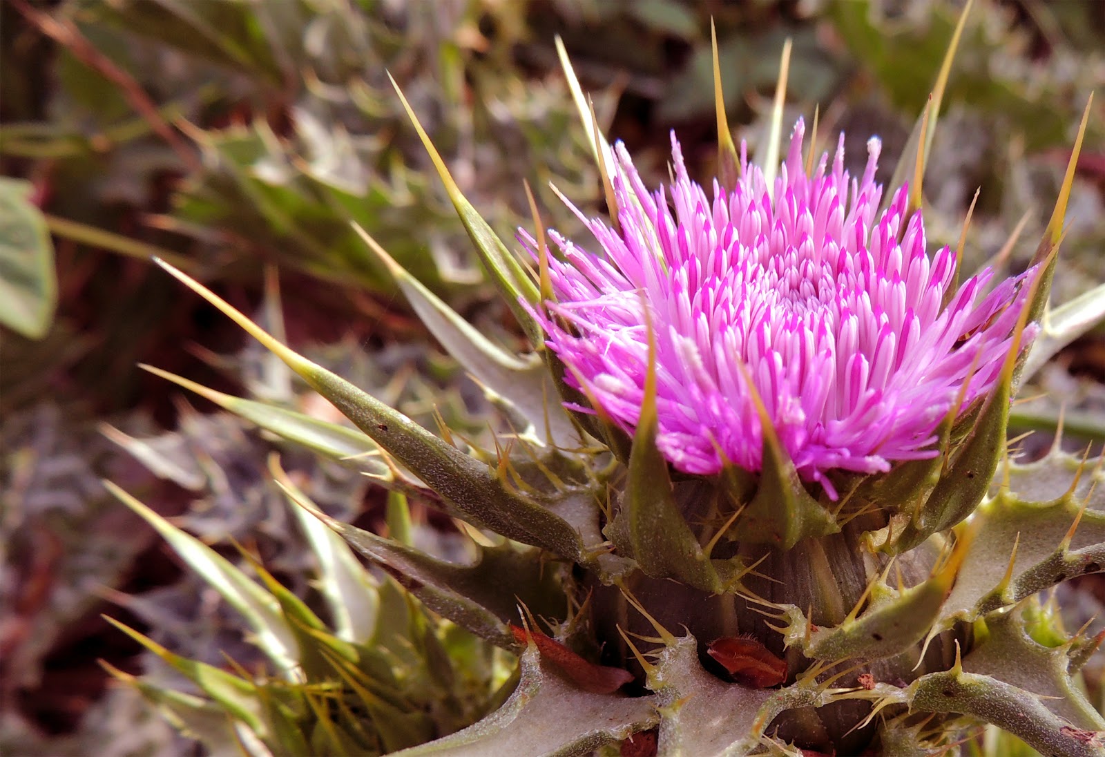 Flores y Plantas: Cardo ,Abrojo o cardo (Asteraceae)
