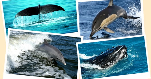 La Chachipedia: Los cetáceos