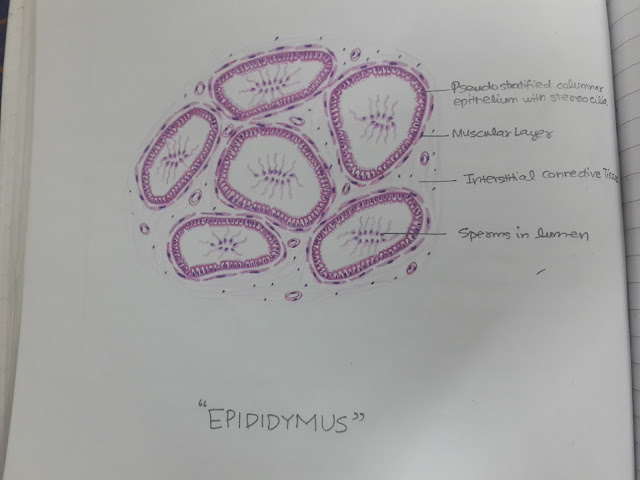 Histology Diagrams for 2nd Year MBBS