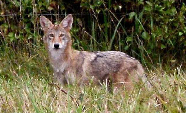 The Rural Blog: Coyotes help protect birds and small mammals from cats ...