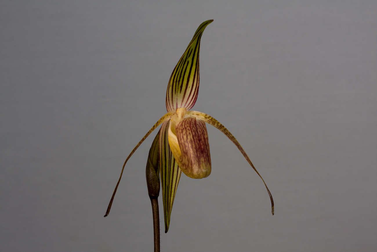 Paphiopedilum adductum orchid plant care and culture | Travaldo's blog