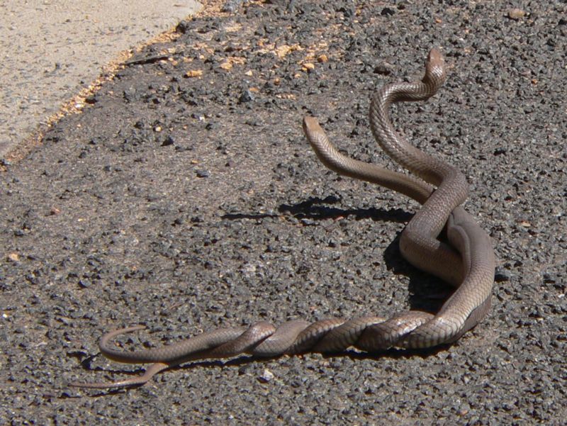 Ian Fraser, talking naturally: Spring Snakes; the glissade perfected