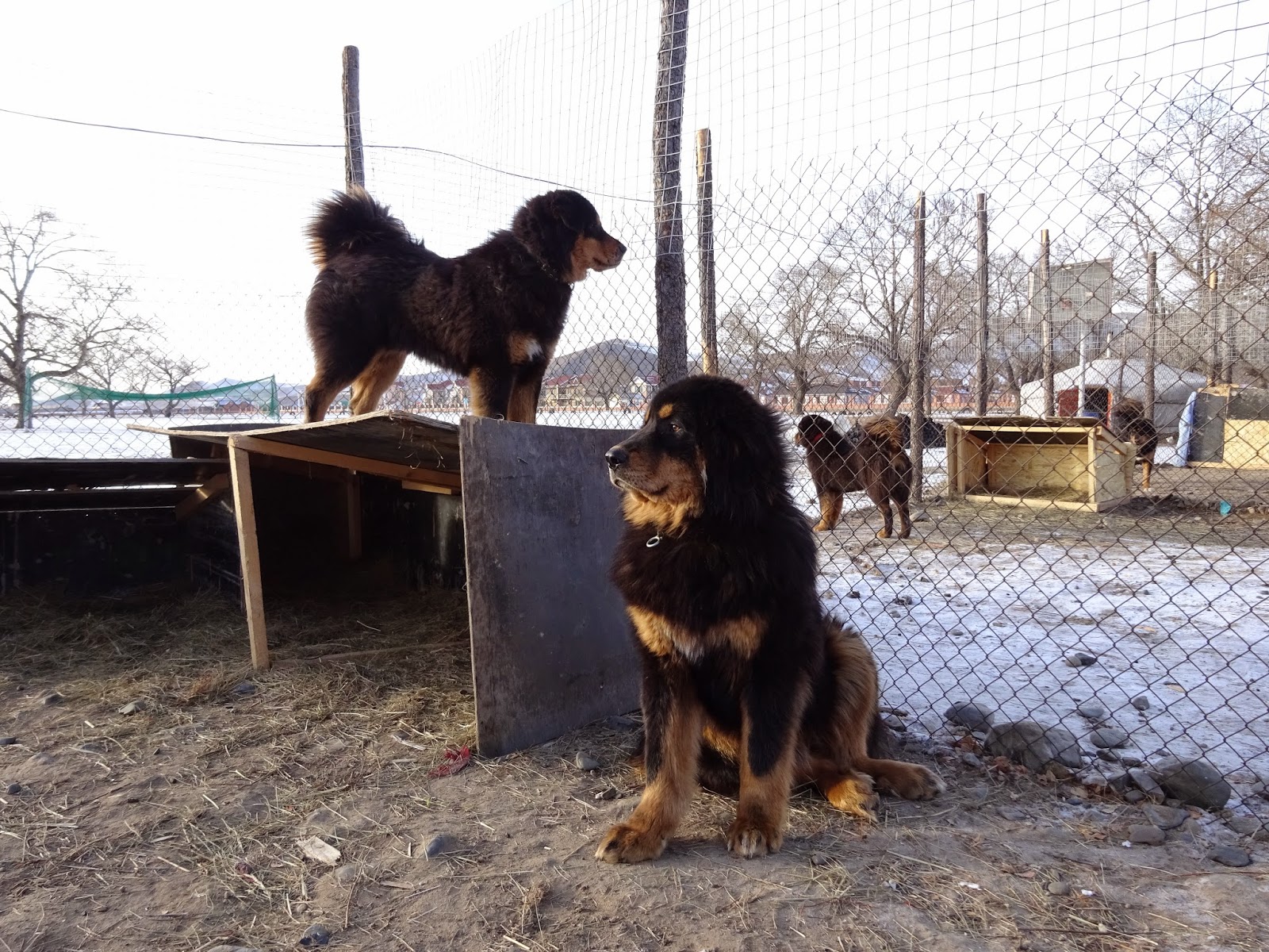Mongolia & Raising the Guardian Dog