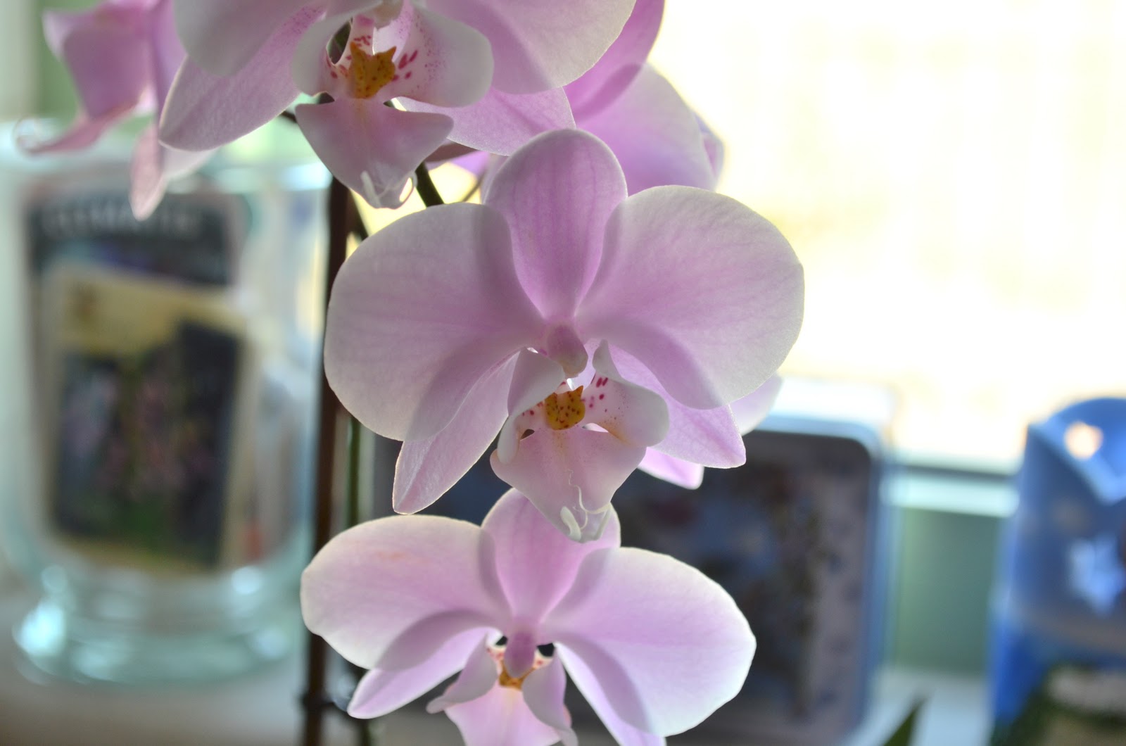 Jurnal de gradina: Orhidee