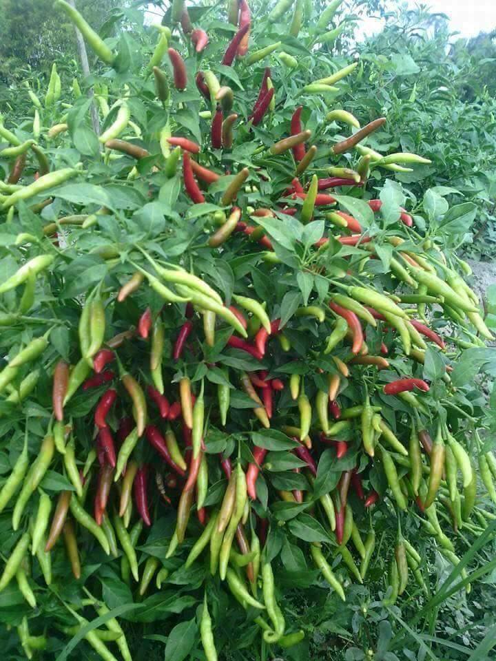 Entertainment / News & Informetion: Imaage For Beautiful Nacher