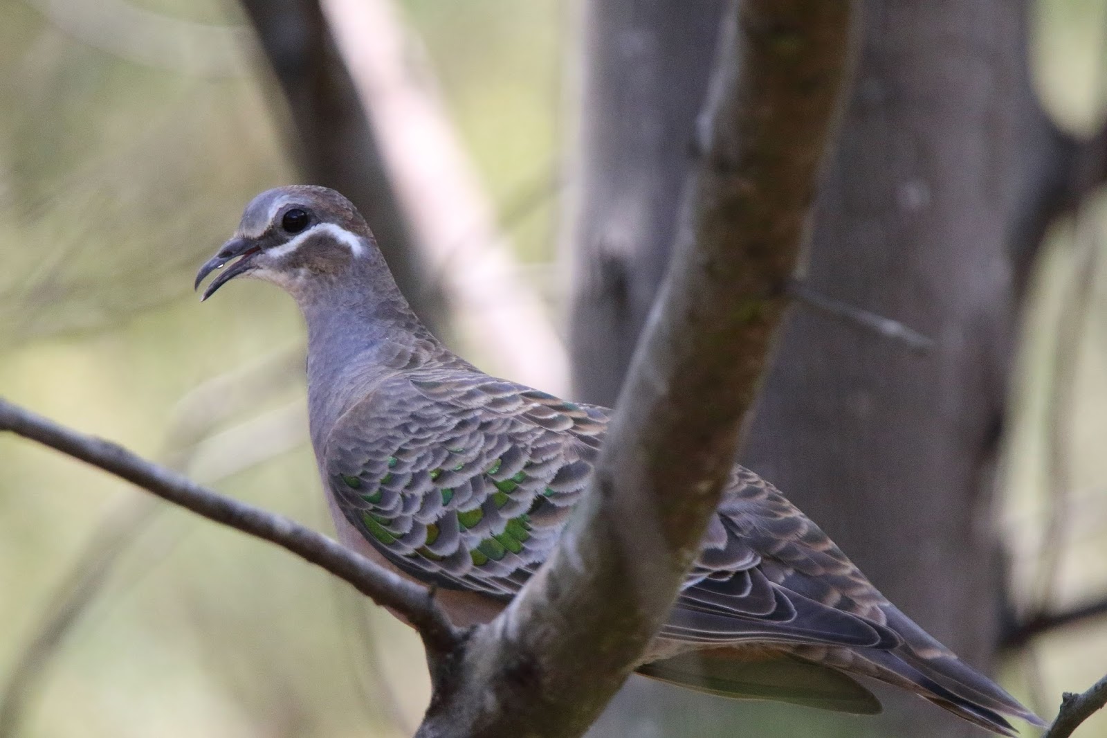 Richard Waring's Birds of Australia: A selection of Victorian birds
