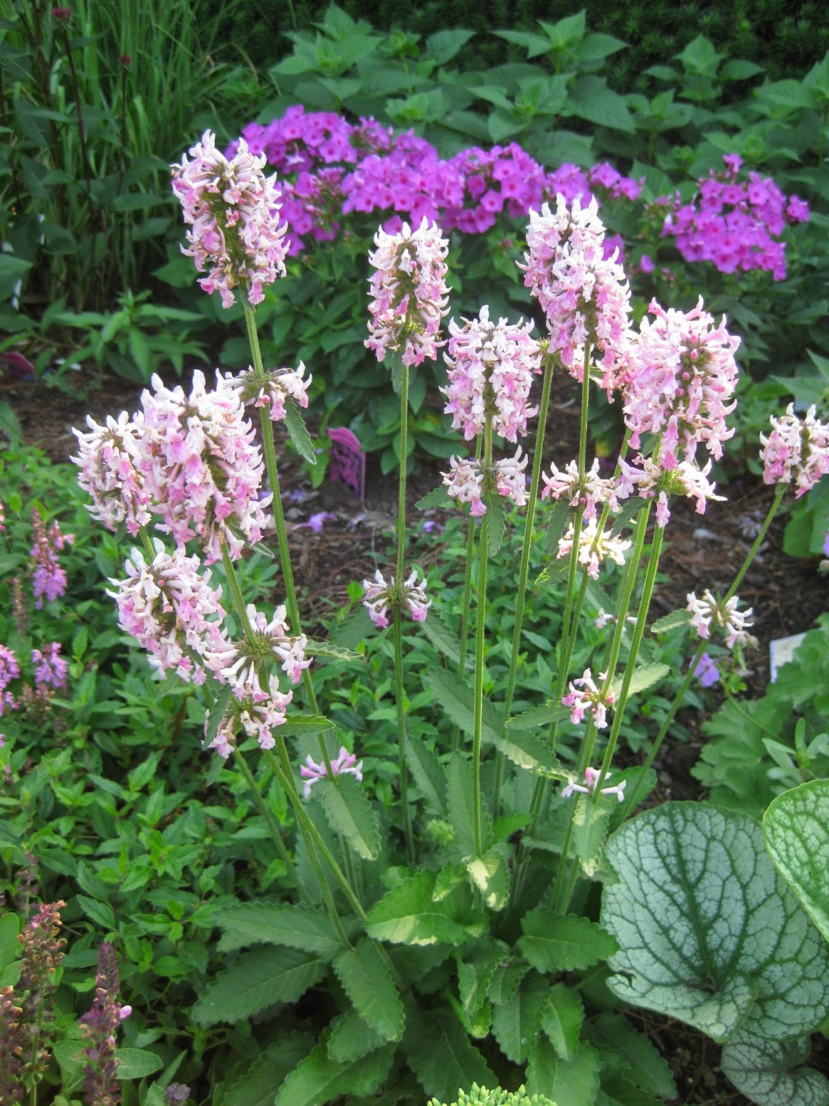 Wood Betony (Stachys officinalis) - Rotary Botanical Gardens