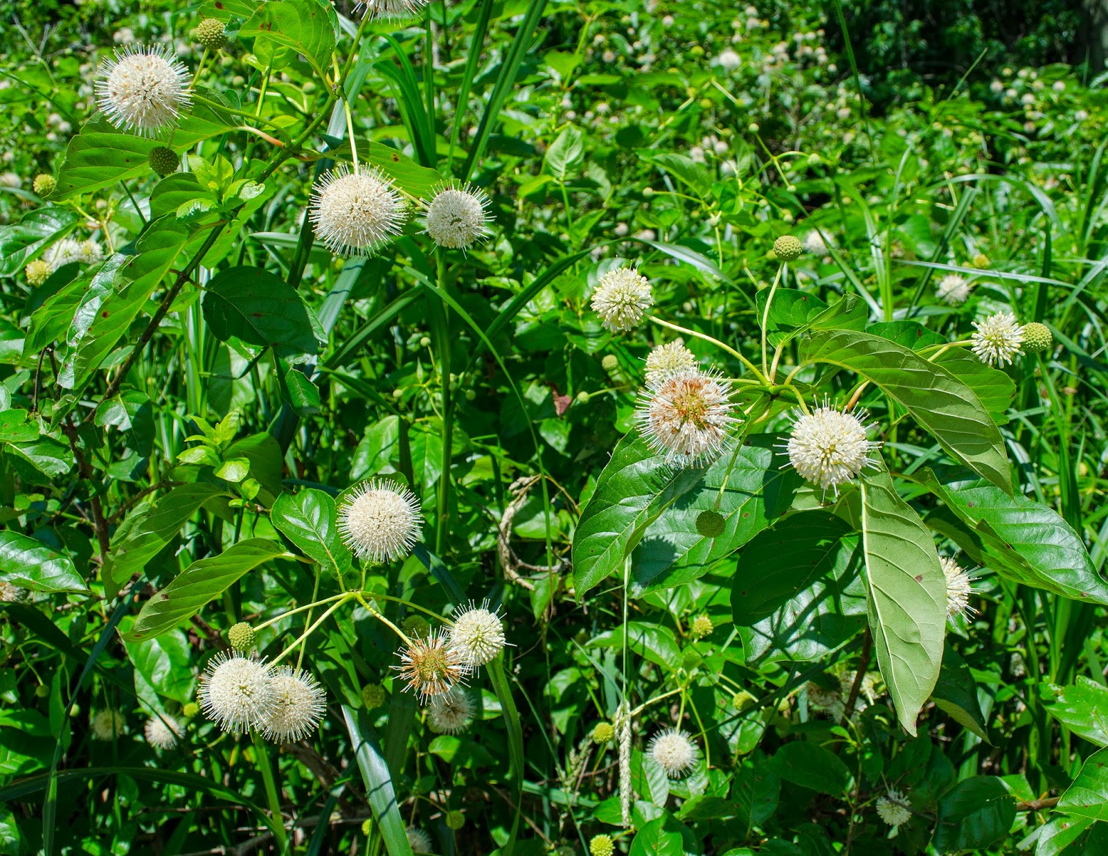 On the Subject of Nature: July 2014