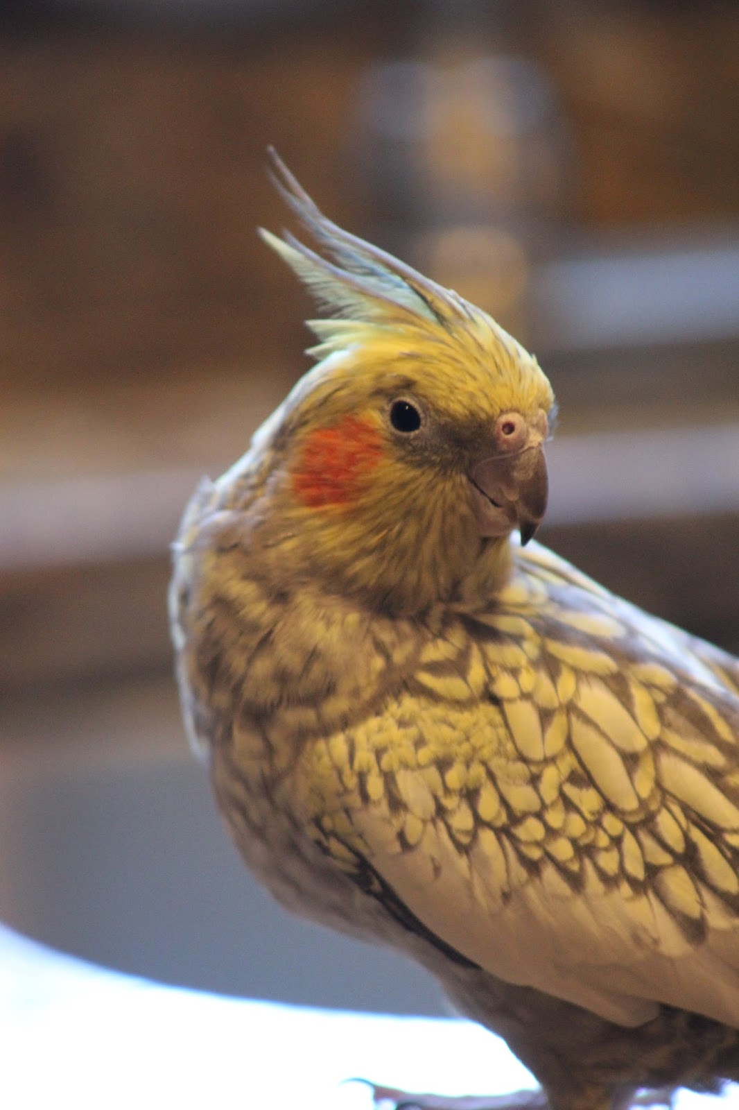 Photo Shoot: Our Cockatiel