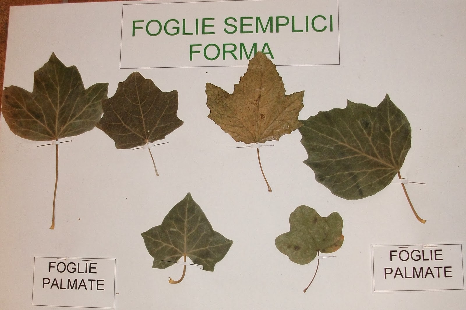 FloraVegetazionePaesaggio: La foglia: forma, margine, nervatura